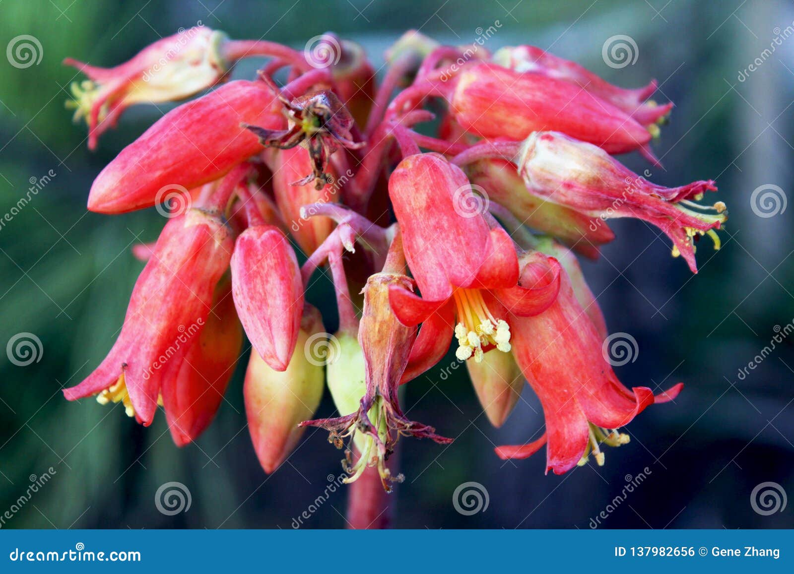 Air Plant, Cathedral Bells, Life Plant, Bryophyllum Pinnatum Stock ... Air Plant, Cathedral Bells, Life Plant, Bryophyllum Pinnatum Stock ...