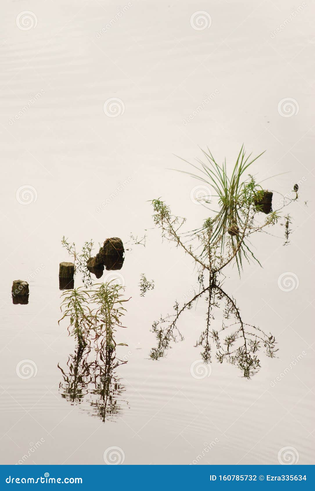 Air Plant in Mirror Reflection Against Calm River Surface Stock Photo ...