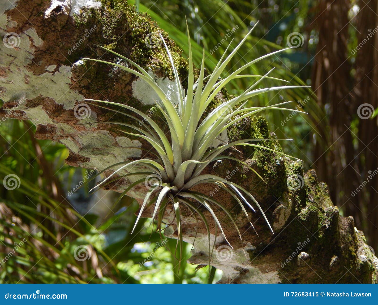 An Air plant on a palm stock image. Image of plant, outdoors - 72683415