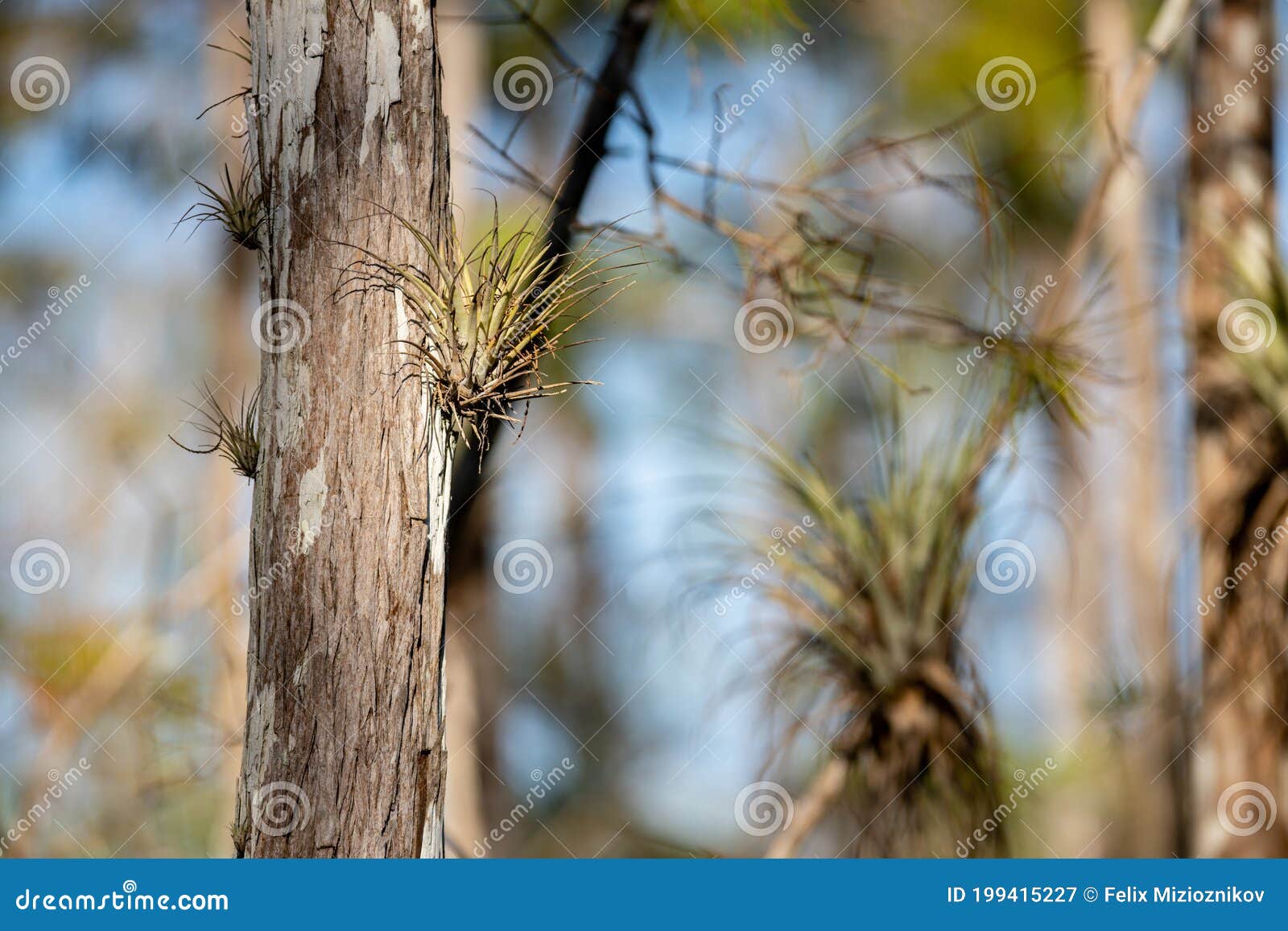 Air Plant on a Tree in the Woods Tillandsia Stock Image - Image of ...