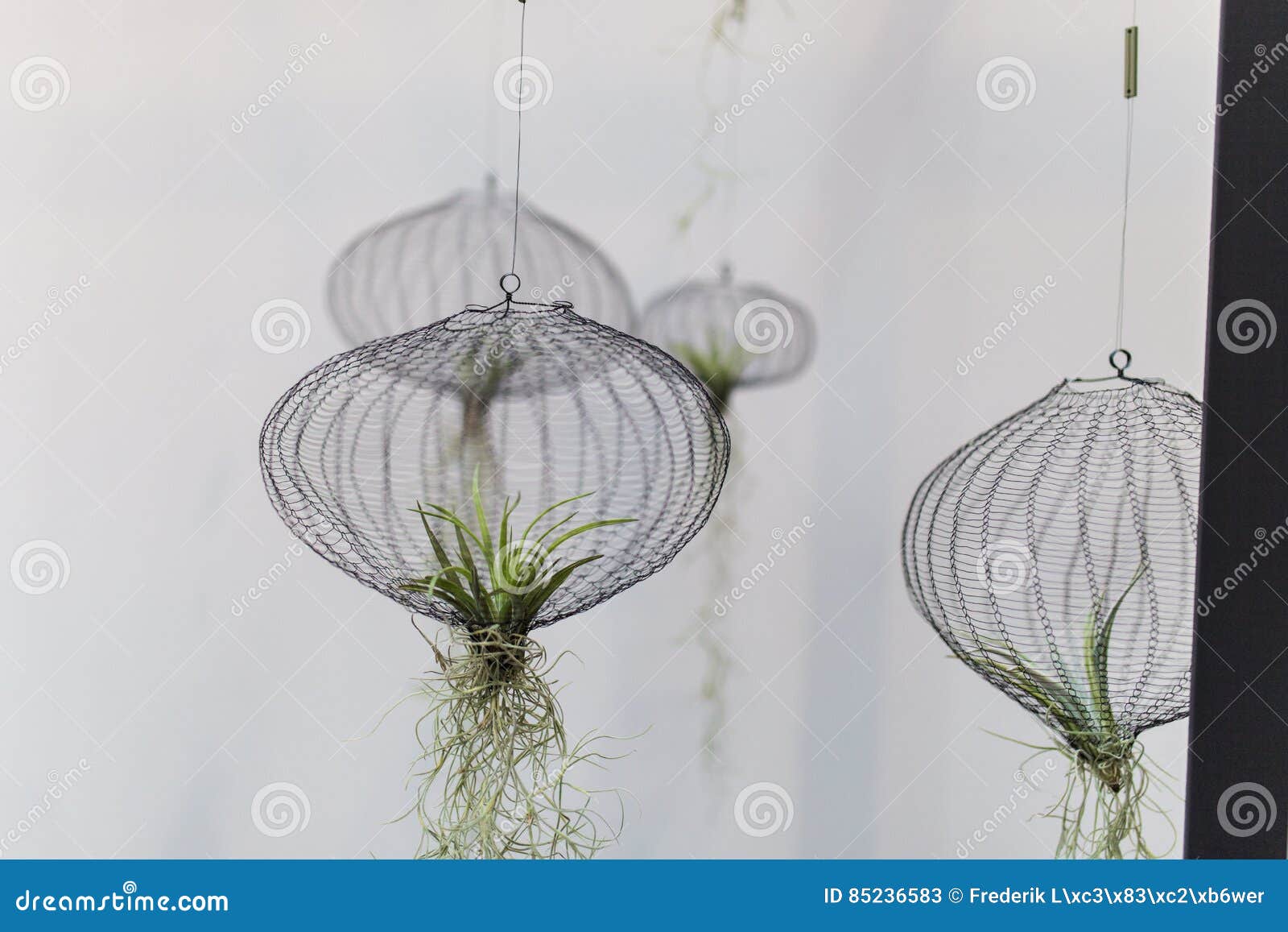 Air Plants in a net stock image. Image of plant, leaf - 85236583