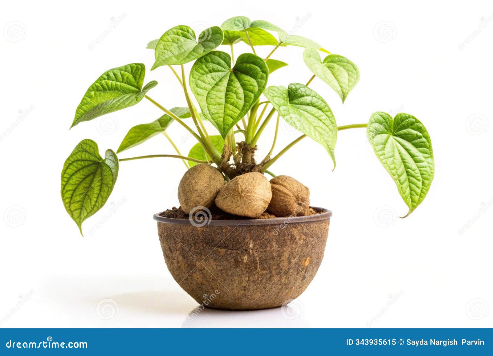 Air Potato with Leaves,isolated on White Background Stock Illustration ...
