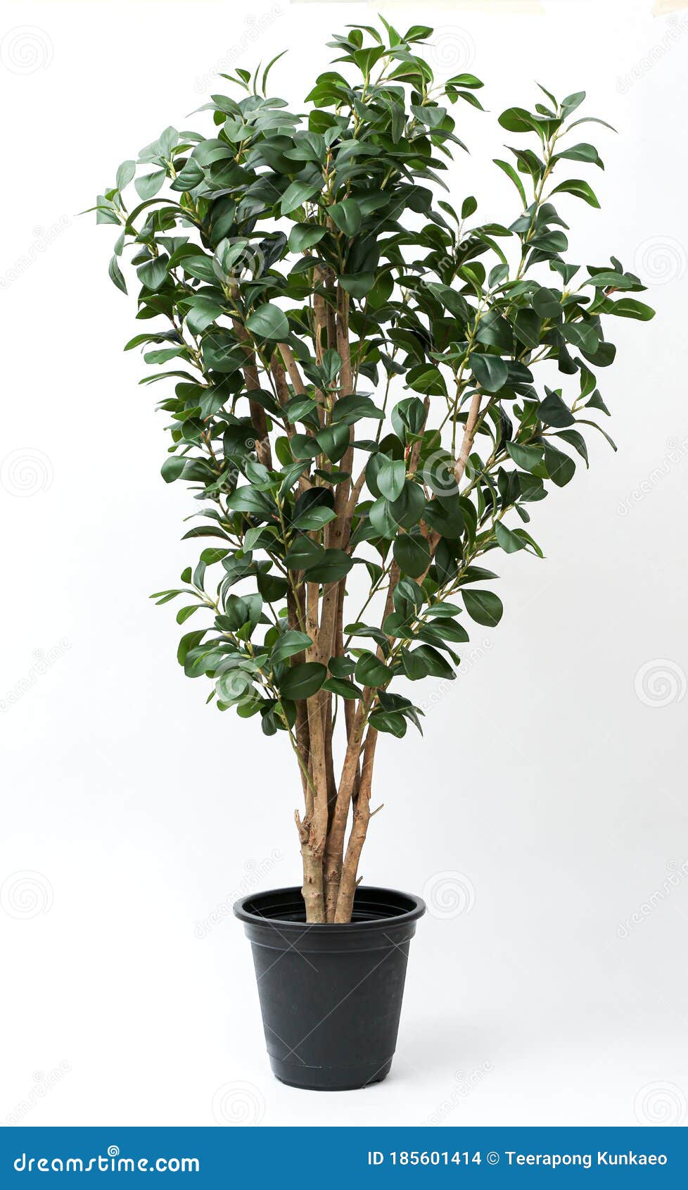 Banyan Tree in the Cement Pot Isolate on White Background Stock Photo ...