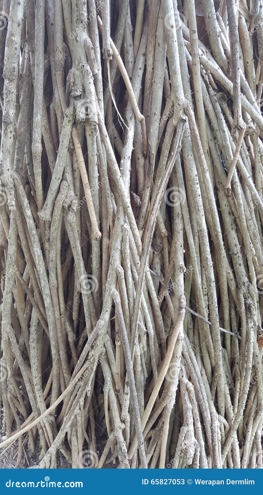 Air root stock image. Image of root, roots, tree, ground - 65827053