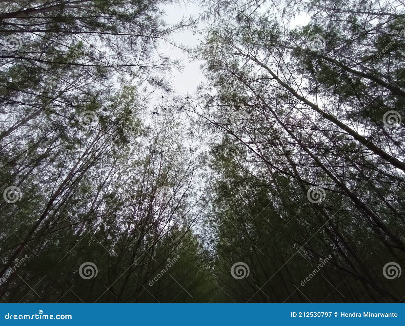 The air tree stock image. Image of forest, snow, branch - 212530797