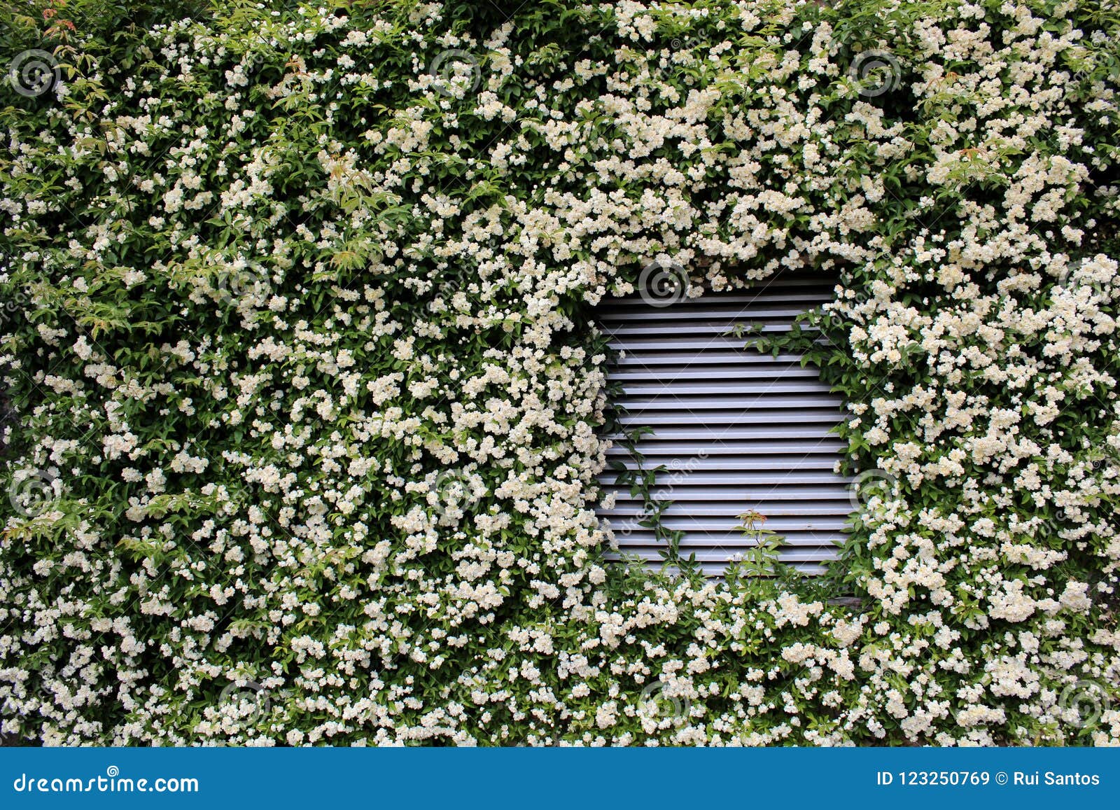Air Vent Covered by Flowers and Plants. Stock Image - Image of green ...