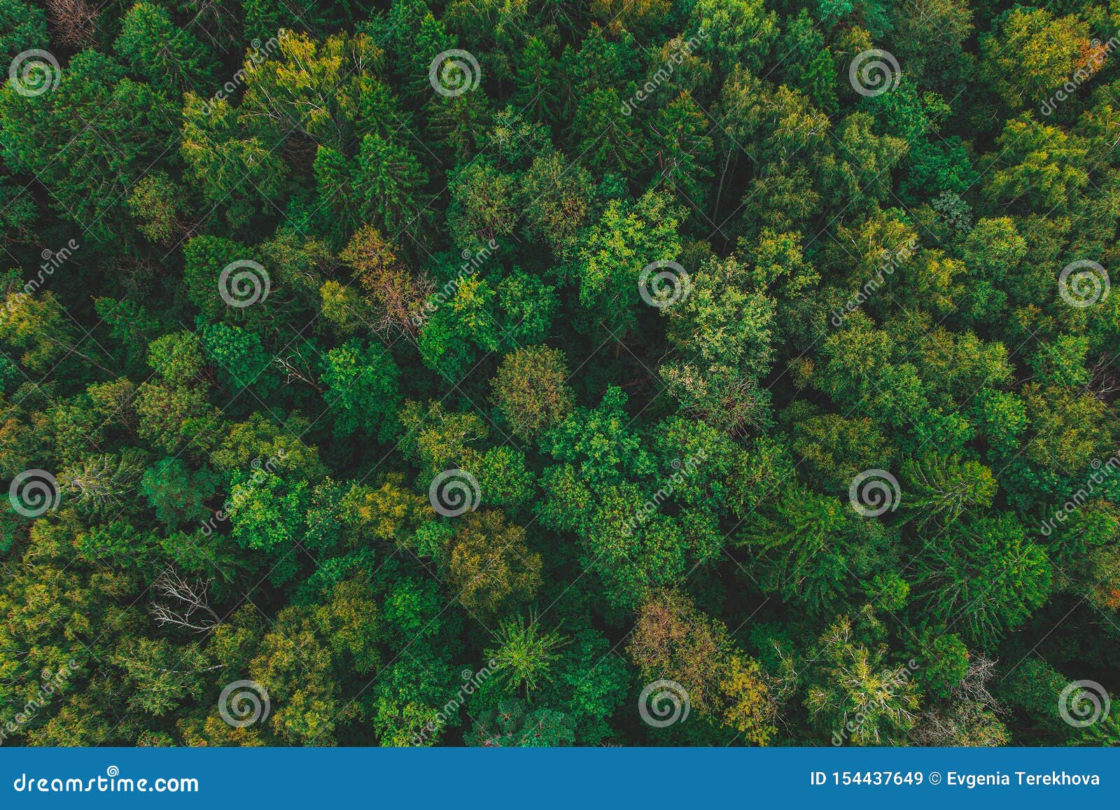 Air View of the Beautiful Autumn Forest. Forest Texture Top View Stock ...