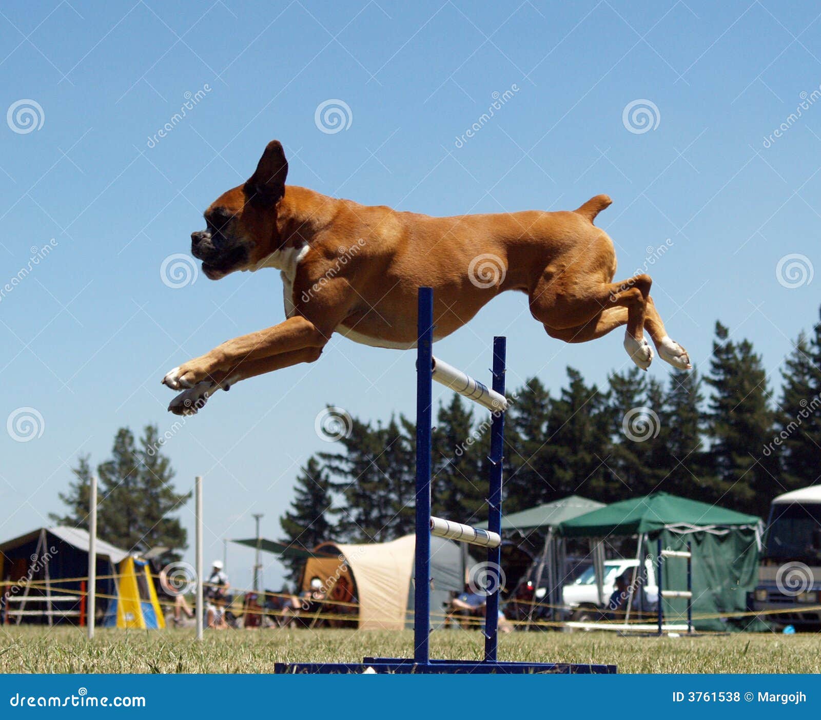 Airborne Boxer stock photo. Image of attention, mammal - 3761538