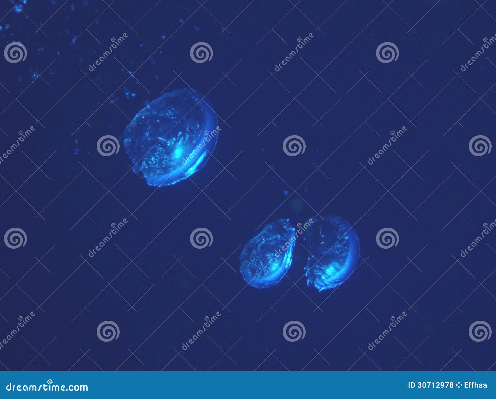 Airbubbles stock photo. Image of diving, underwater, airbubble - 30712978