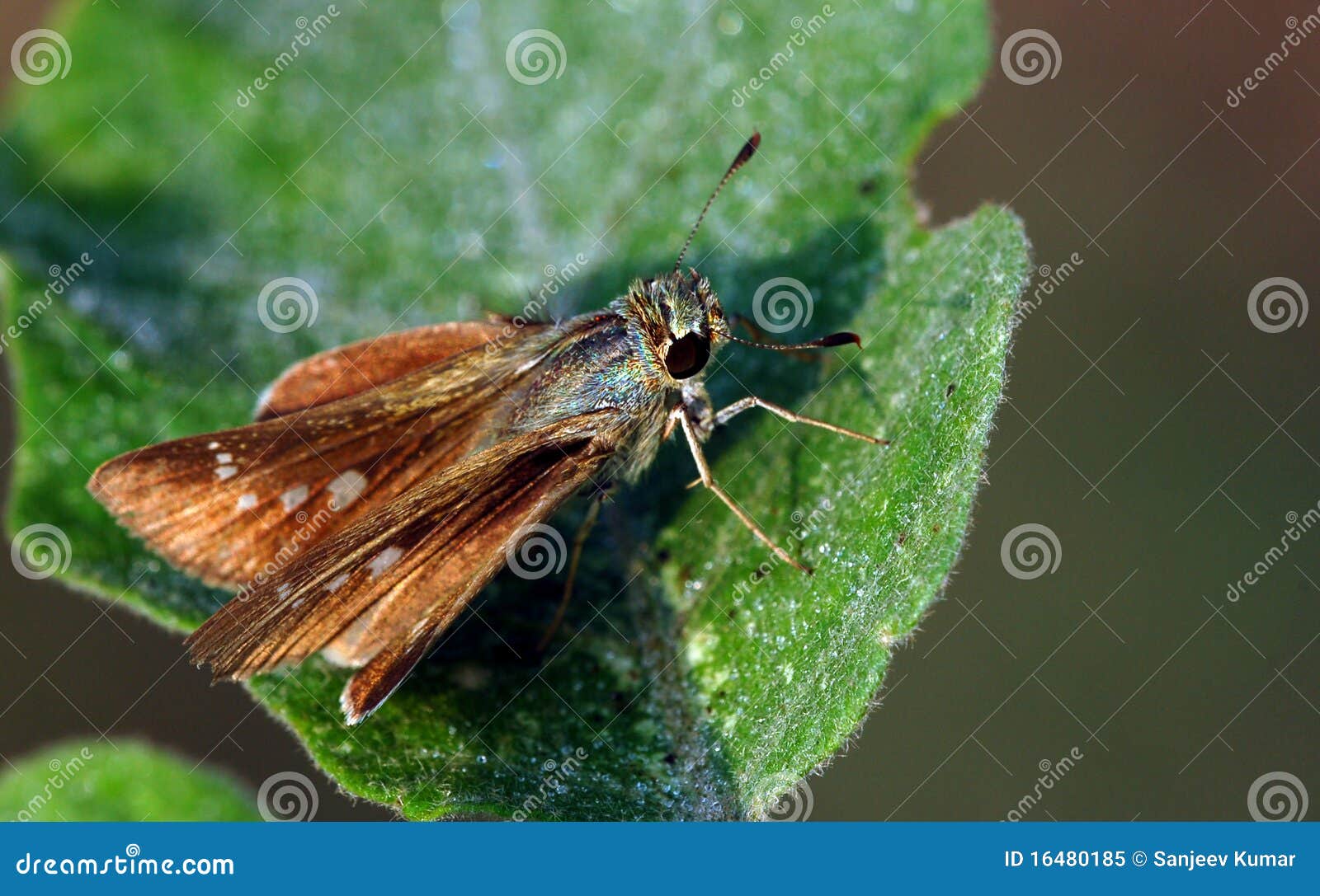Aircraft butterfly stock image. Image of close, wing - 16480185