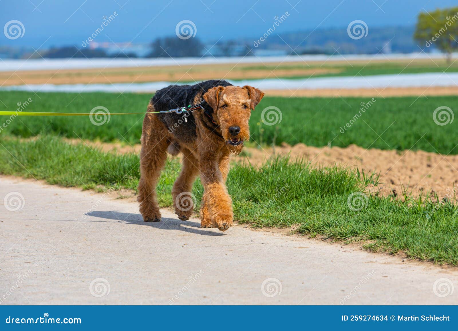 Airdale Terrier Walks on the Leash Stock Photo - Image of friend ...