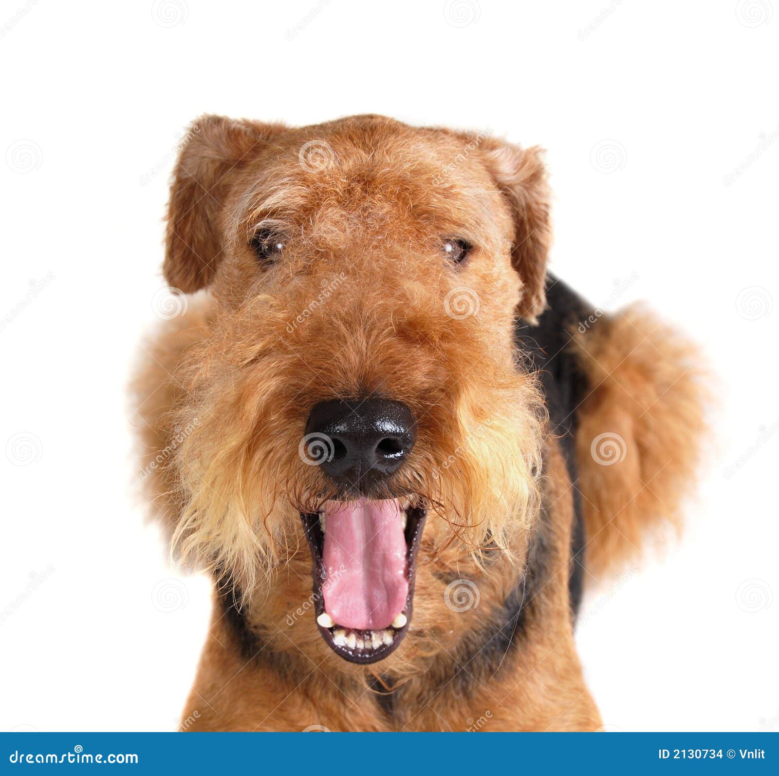 Airedale stock photo. Image of dogshow, hunter, courageous - 2130734