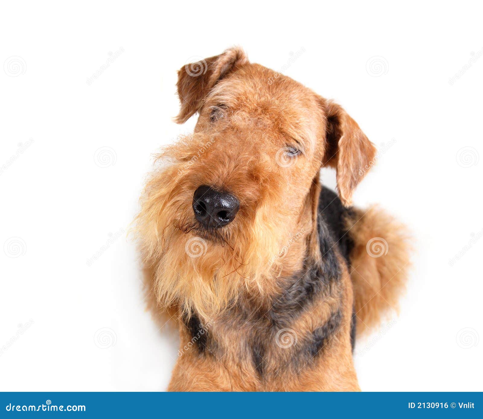 Airedale stock photo. Image of brown, beauty, hunter, hound - 2130916