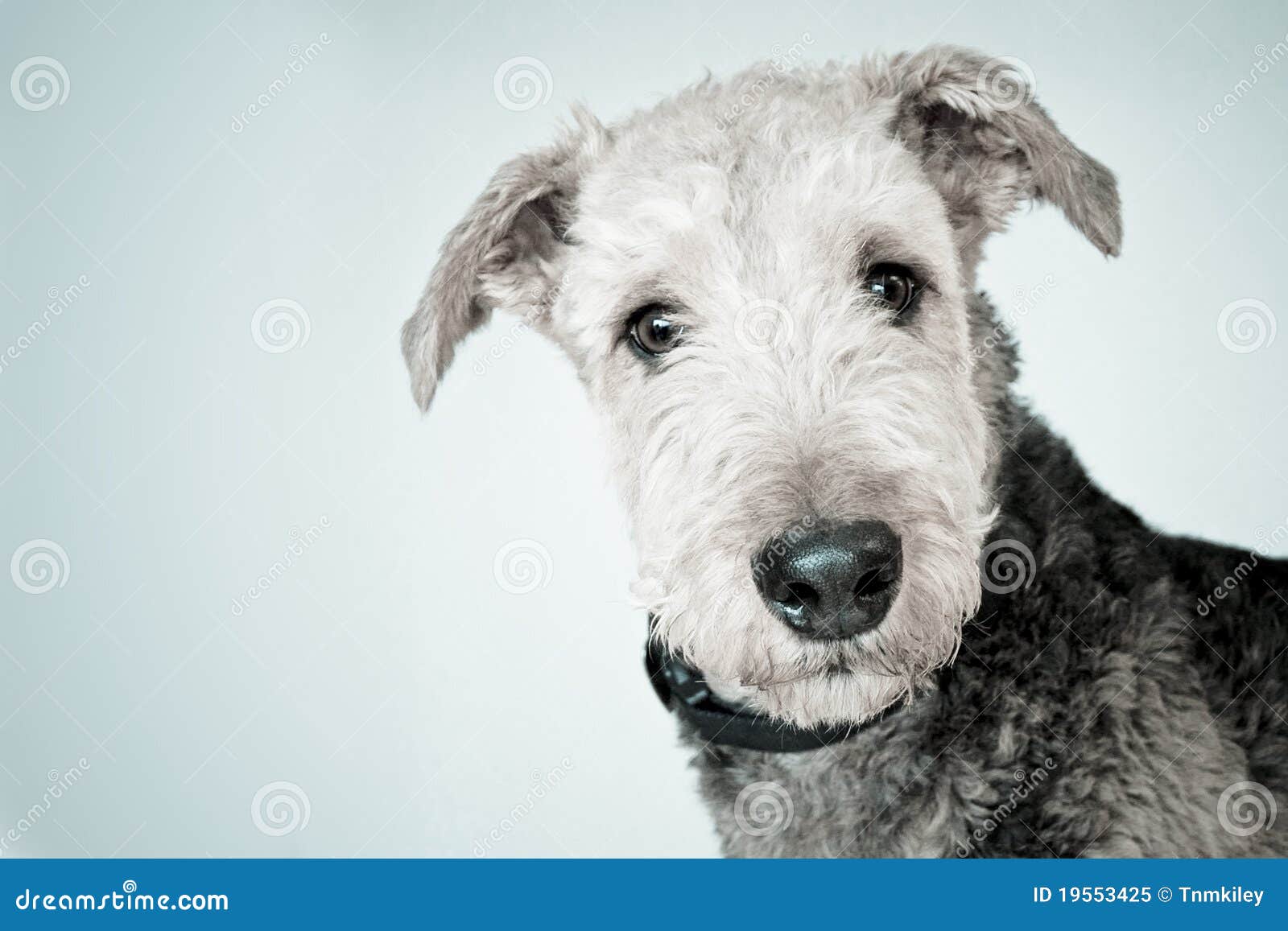 Airedale Dog stock image. Image of black, furry, friendship - 19553425