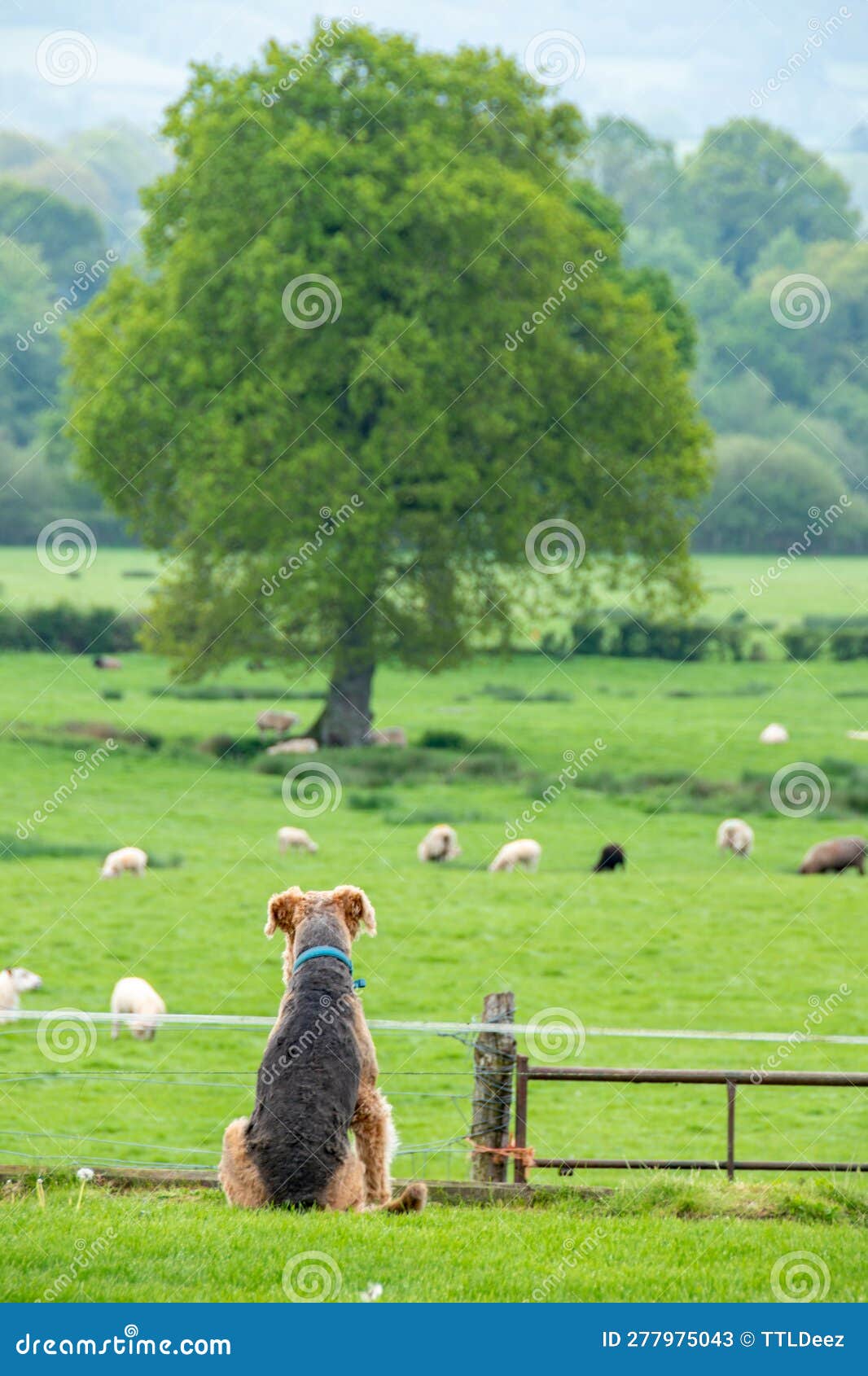 An Airedale Dog in Sharp Focus Sits Watching Over a Sheep Farm. Stock ...