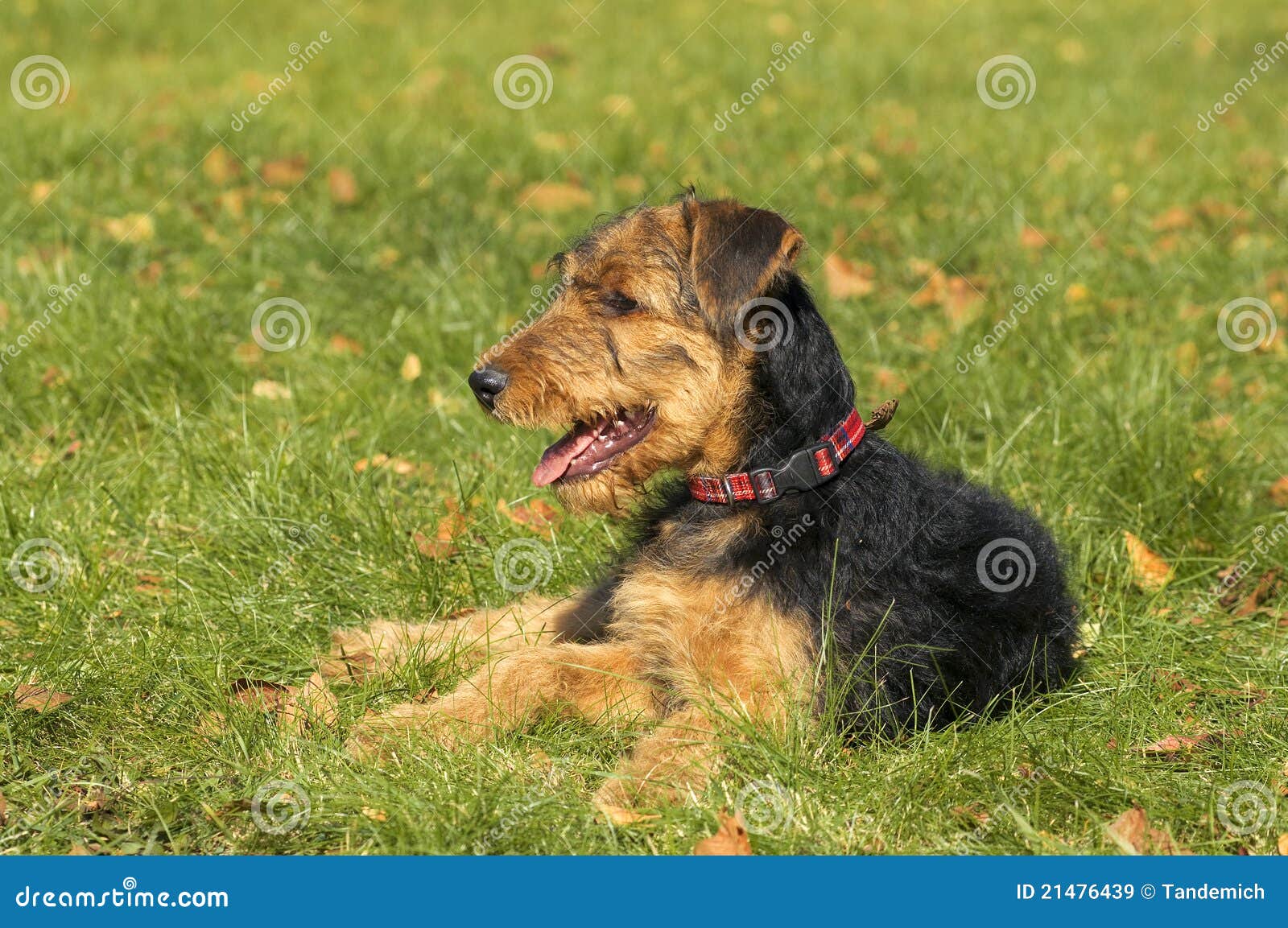 Airedale puppy Close-up stock image. Image of face, grass - 21476439