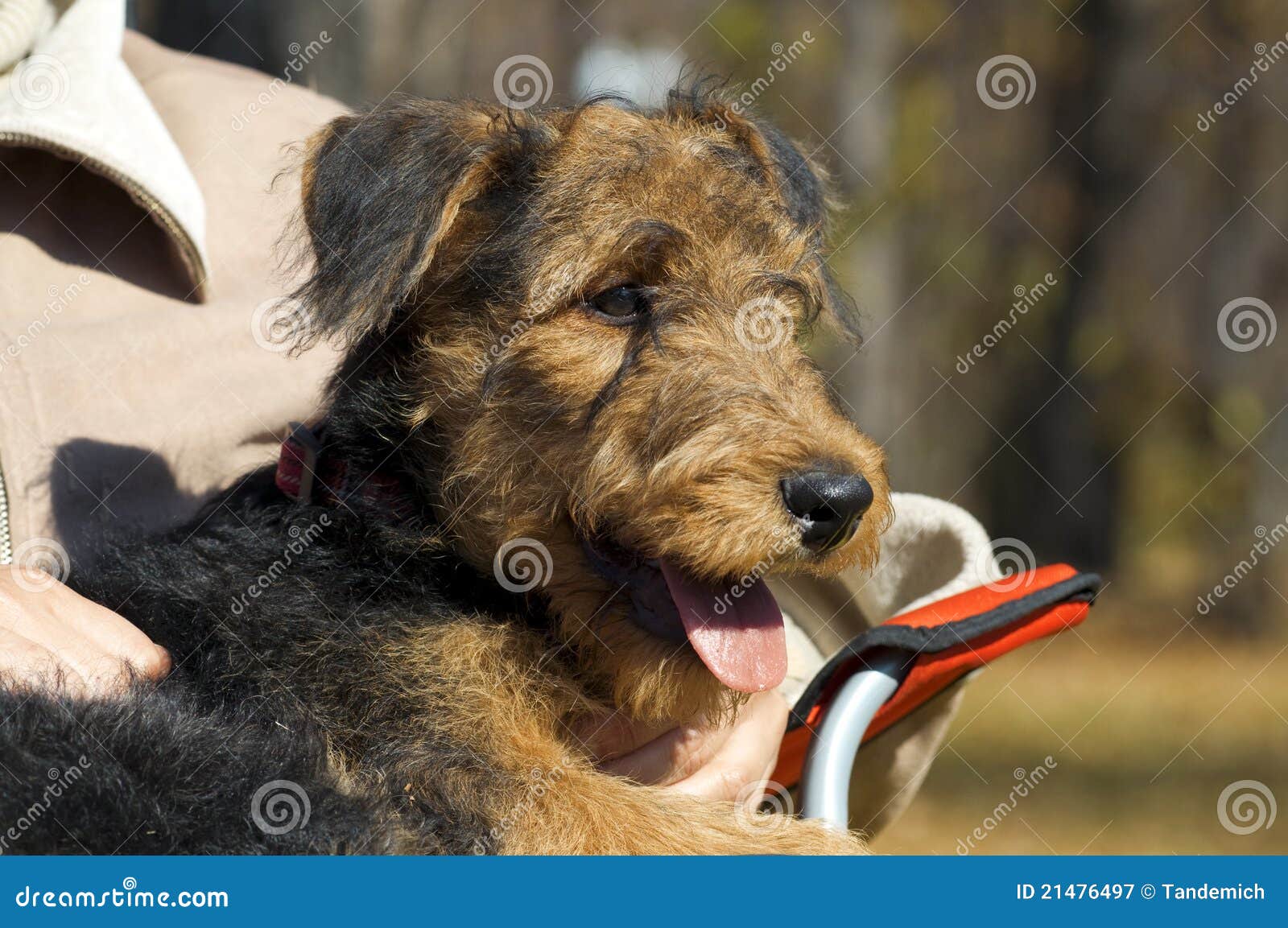 Airedale puppy Close-up stock image. Image of nature - 21476497
