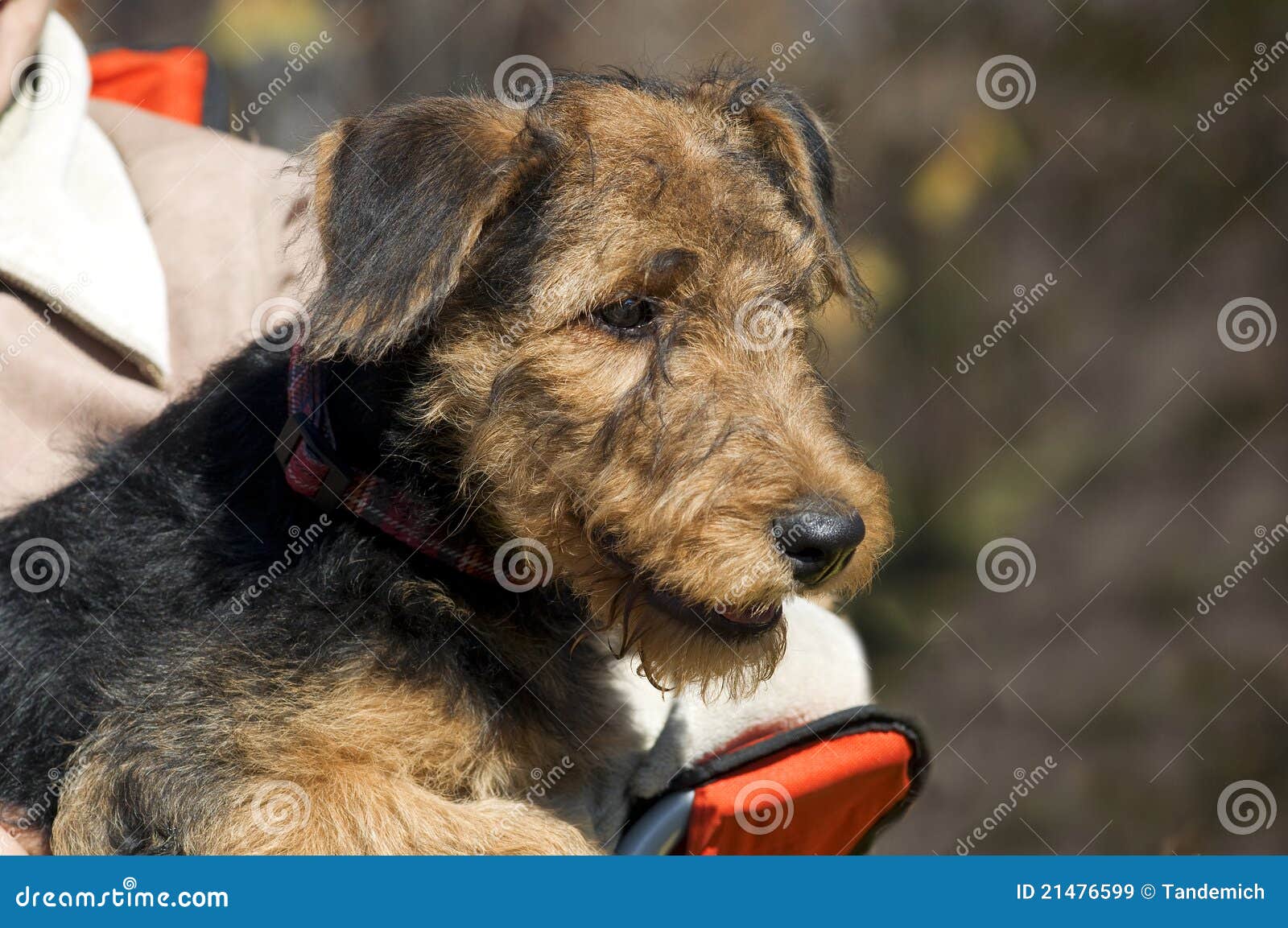 Airedale puppy Close-up stock image. Image of burrow - 21476599