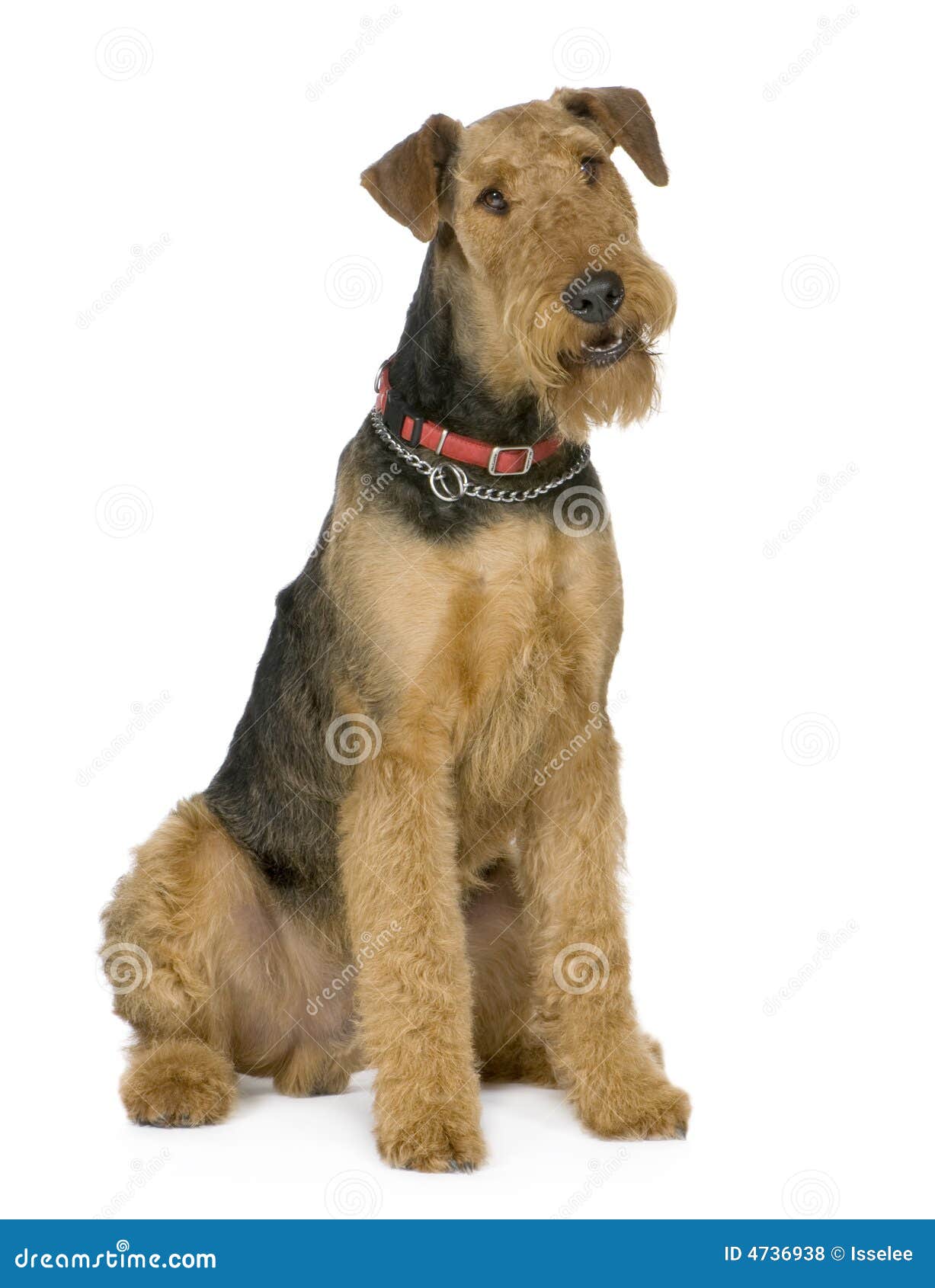 Airedale Terrier (1 year) stock photo. Image of alert - 4736938