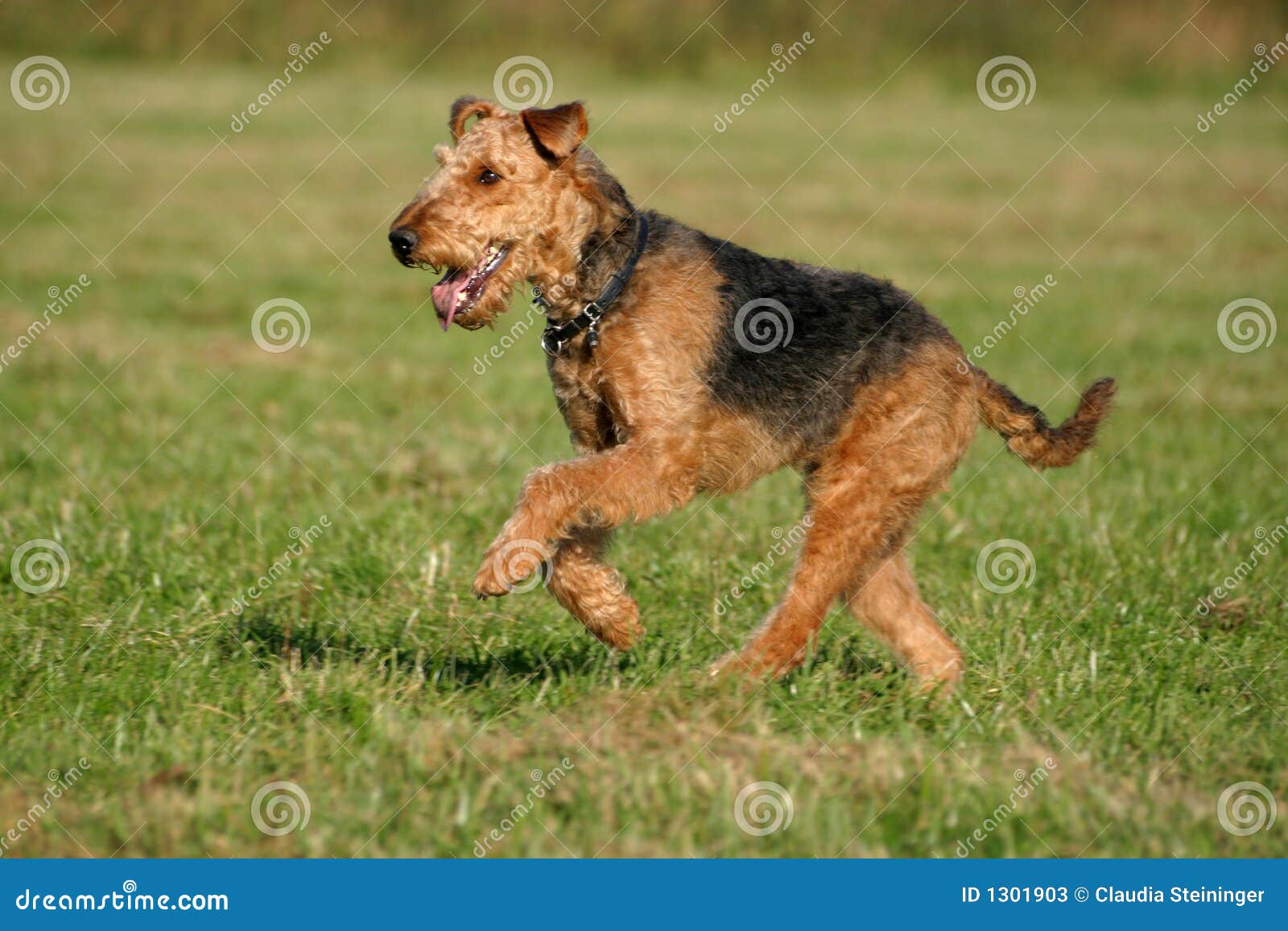 Airedale terrier stock image. Image of natural, friendly - 1301903