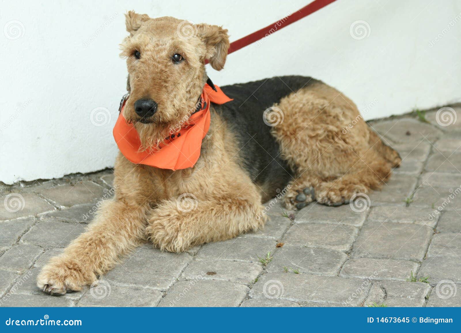 Airedale Terrier stock image. Image of ears, dogs, natural - 14673645