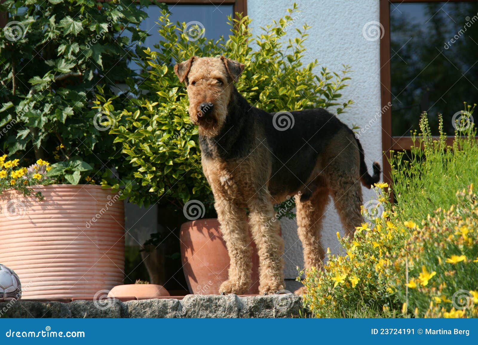 Airedale Terrier stock image. Image of airedale, family - 23724191