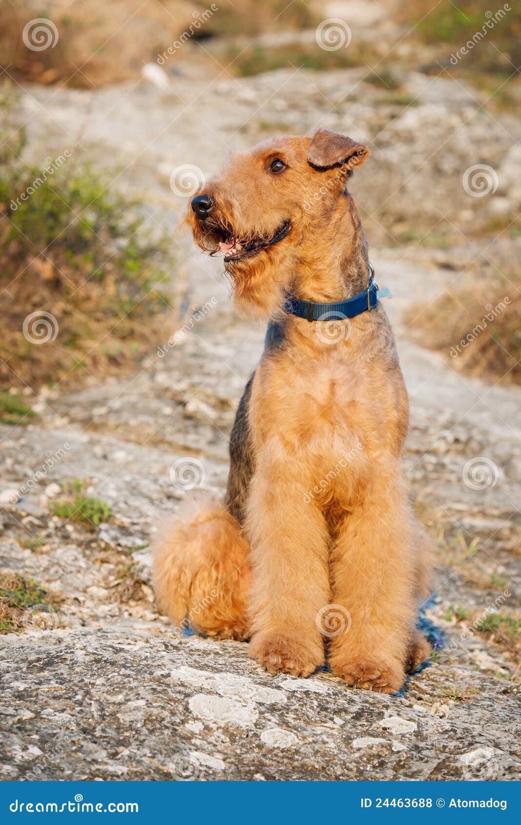 Airedale terrier stock photo. Image of purebred, beauty - 24463688
