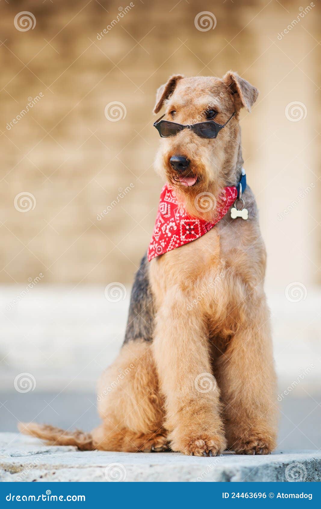 Airedale terrier stock photo. Image of park, animal, purebred - 24463696