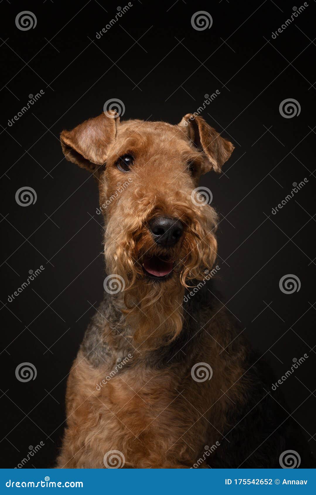 Airedale Terrier on a Black Background. Pet Profile Portrait in Studio ...