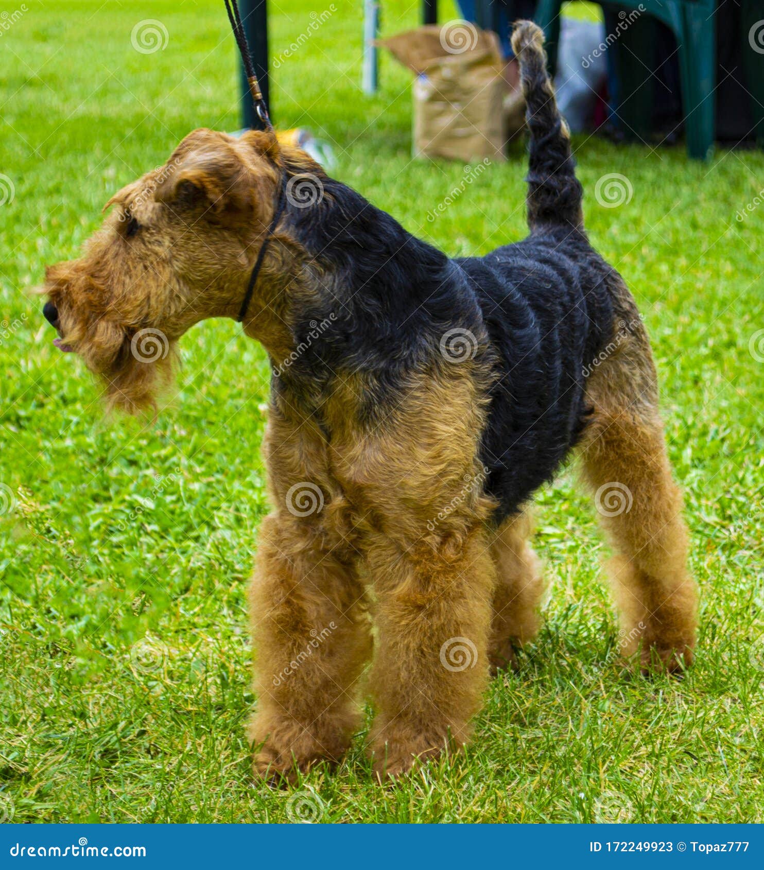 Airedale Terrier Dog. Airedale Terrier Stock Image - Image of animal ...