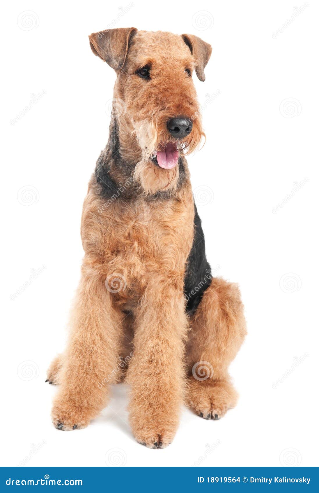 Airedale Terrier dog stock photo. Image of young, cute - 18919564