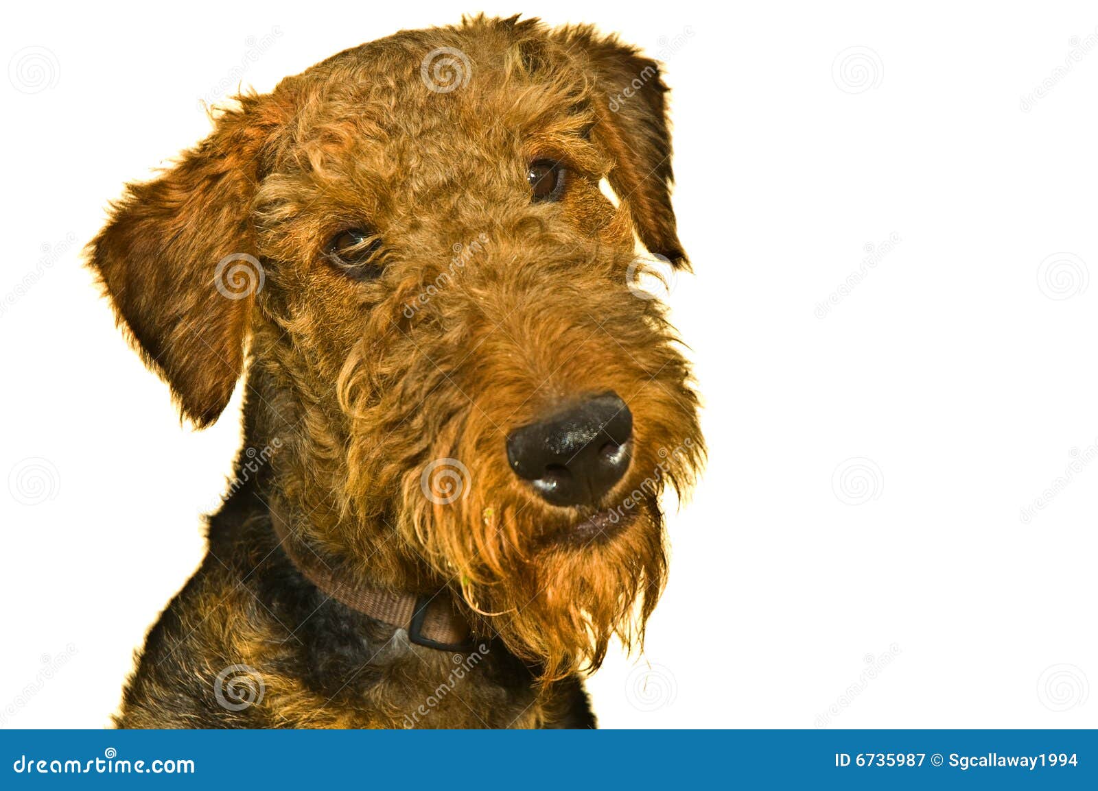 243 Airedale Terrier Face Photos - Free & Royalty-Free Stock Photos ...