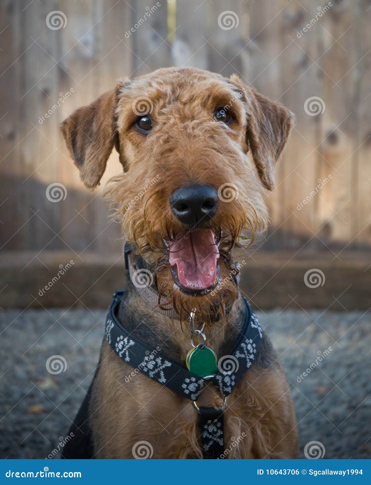 Airedale Terrier Dog in Front of a Wooden Fence Stock Photo - Image of ...