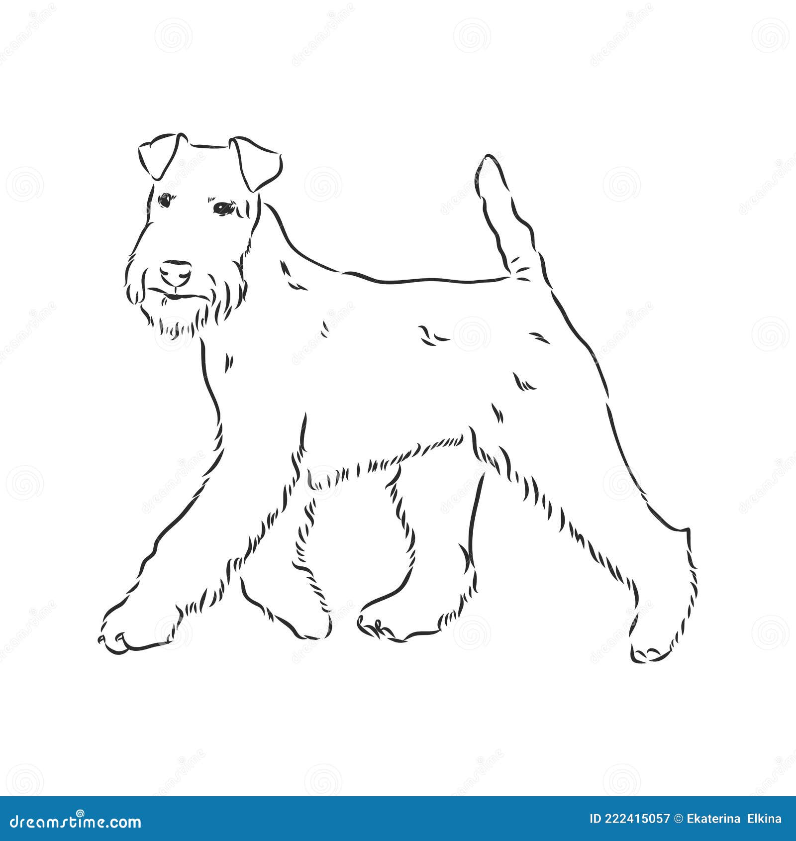 Airedale Terrier Dog. Hand Drawn Stock Vector - Illustration of ears ...