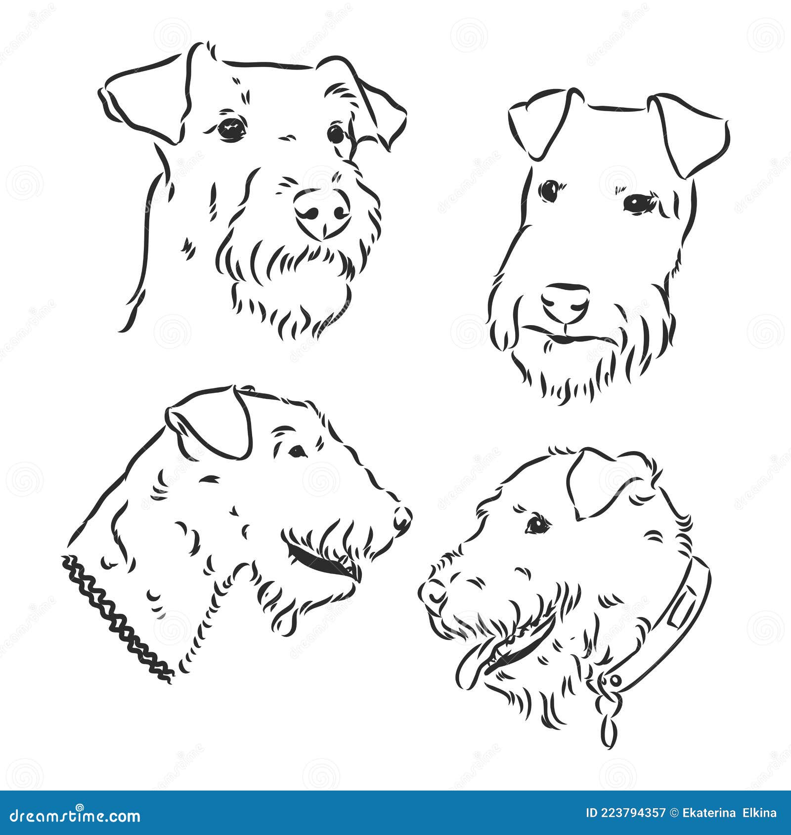 Airedale Terrier Dog. Hand Drawn Stock Vector - Illustration of doggy ...