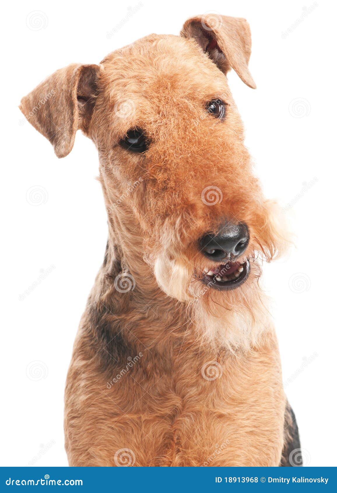 Airedale Terrier Dog Isolated Stock Photo - Image of canine, mammal ...