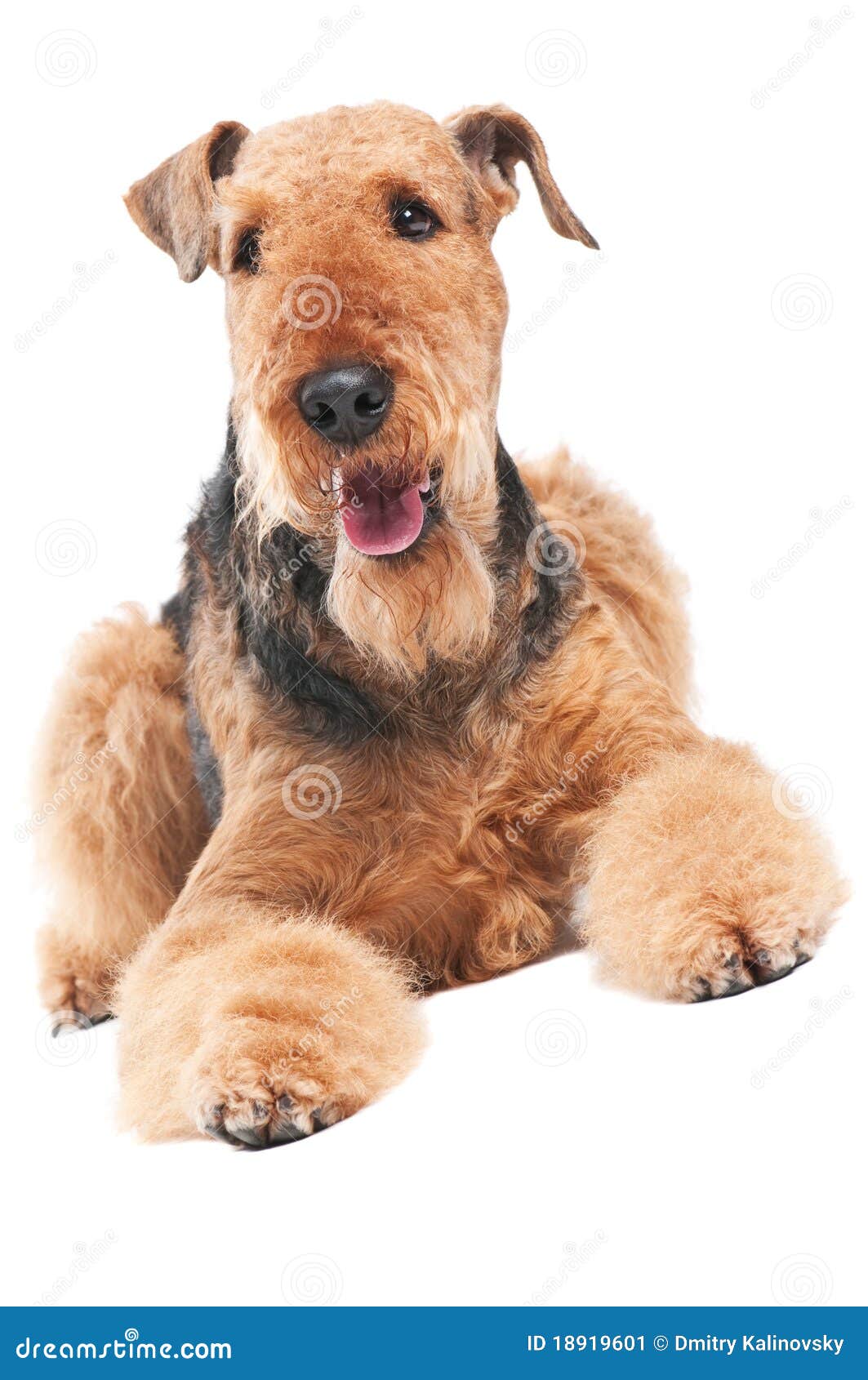 Airedale Terrier Dog Isolated Stock Image - Image of pedigreed ...