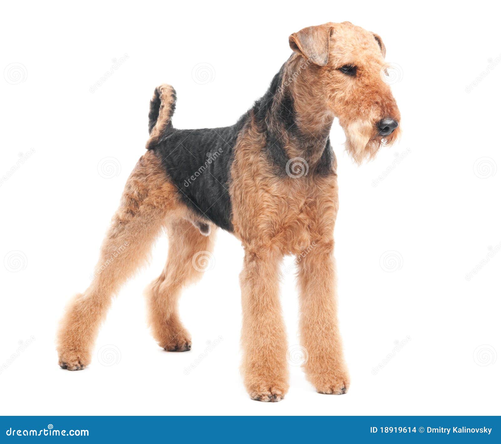 Airedale Terrier Dog Isolated Stock Photo - Image of adorable, airedale ...