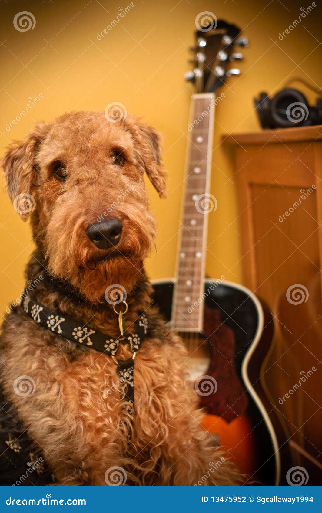 Airedale Terrier Dog in Music Studio with Guitar Stock Photo - Image of ...