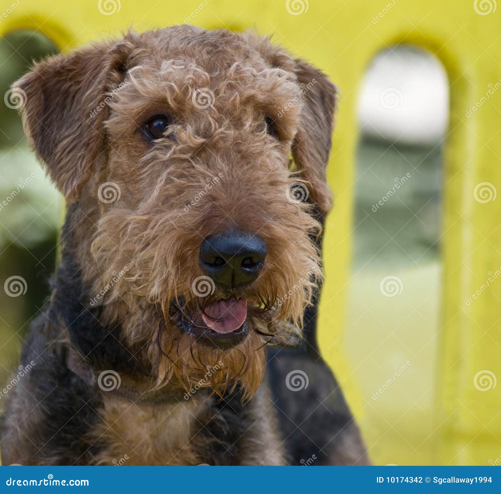 Airedale Terrier Dog at the Park Stock Photo - Image of airedale, cute ...
