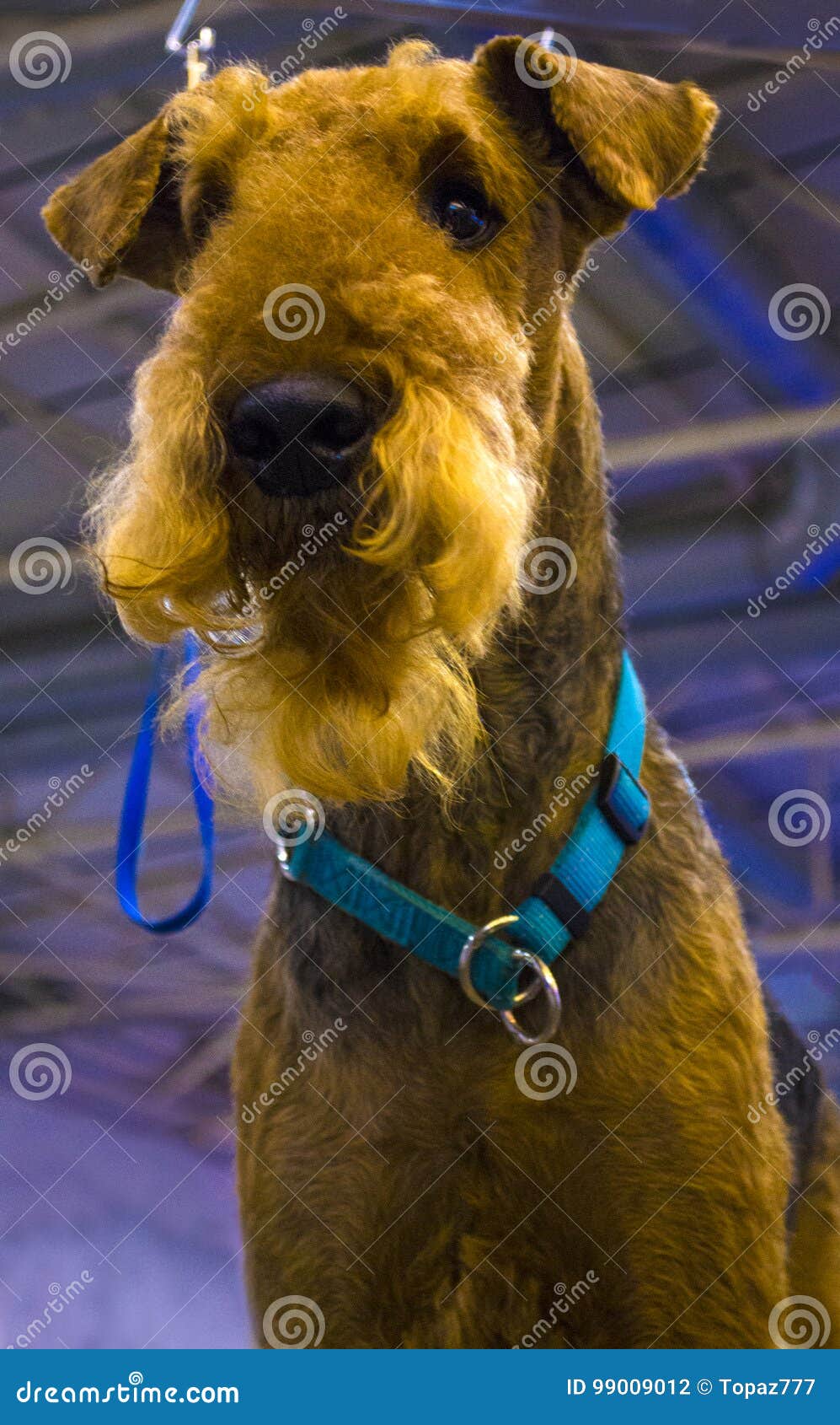 Airedale Terrier Dog. Portrait of Purebred Dog Irish Terrier Stock ...