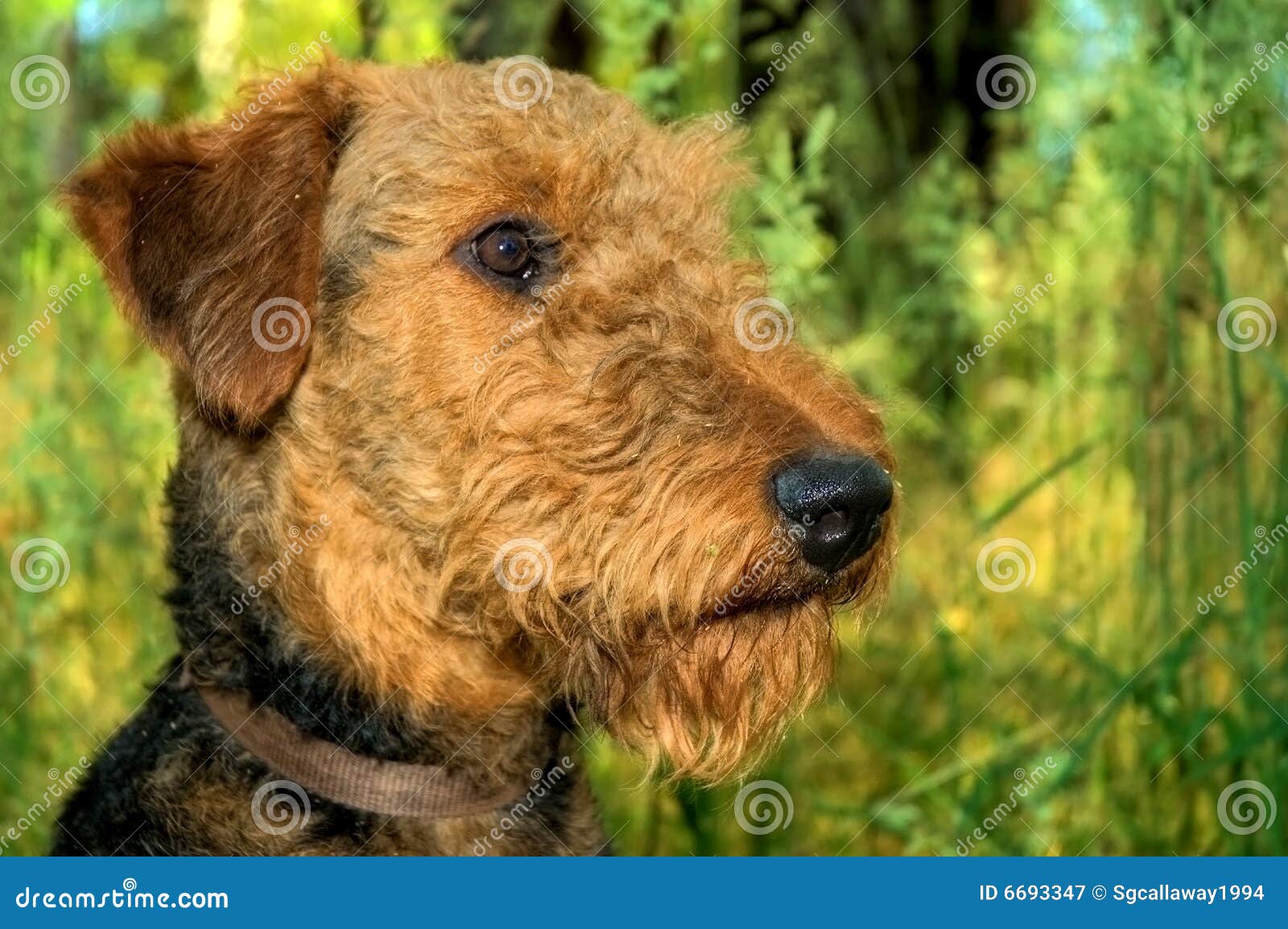 Airedale Terrier Dog Profile Closeup Stock Image - Image of canine ...