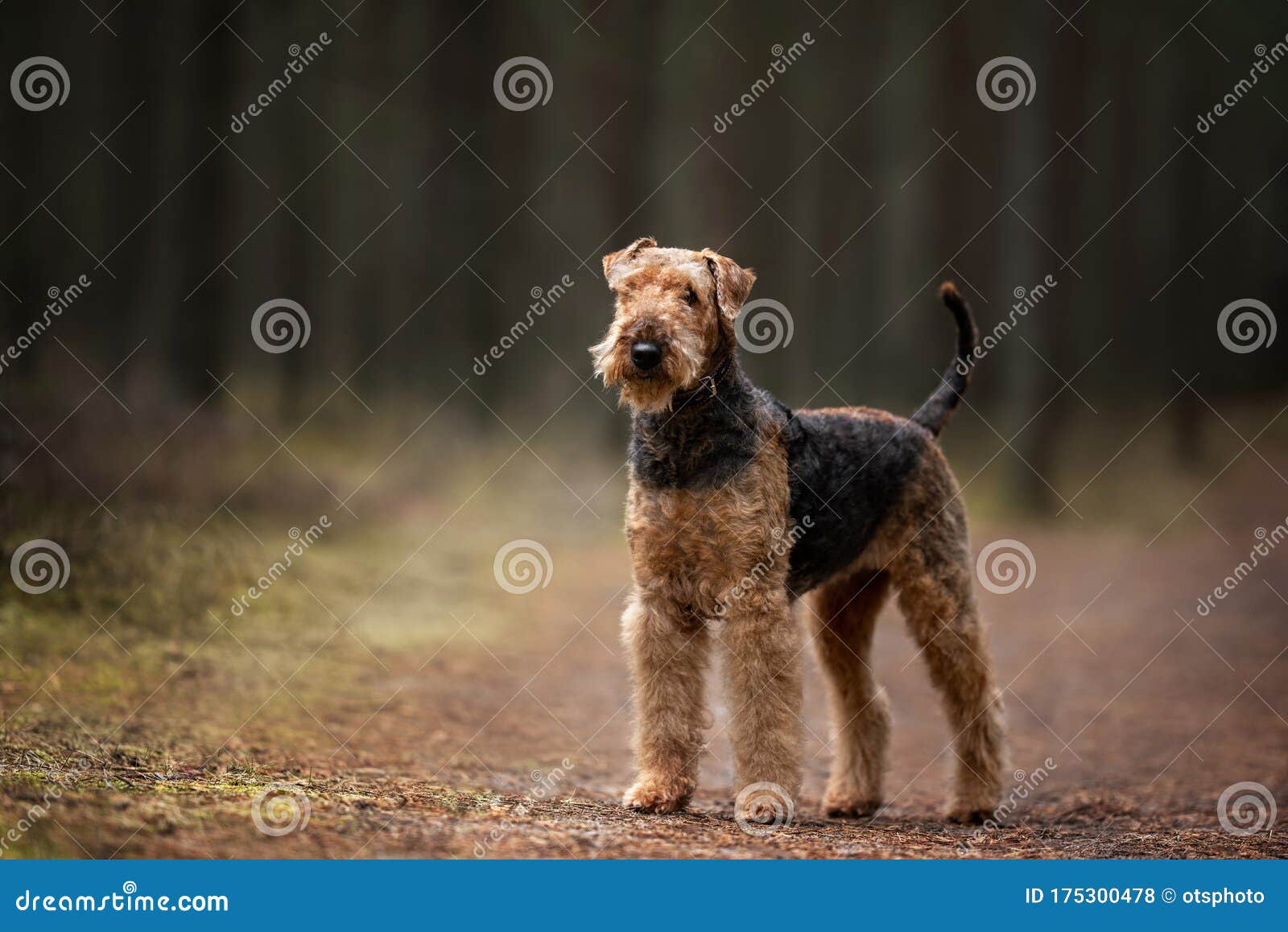 Airedale Terrier Dog Standing in the Forest in Spring Stock Photo ...