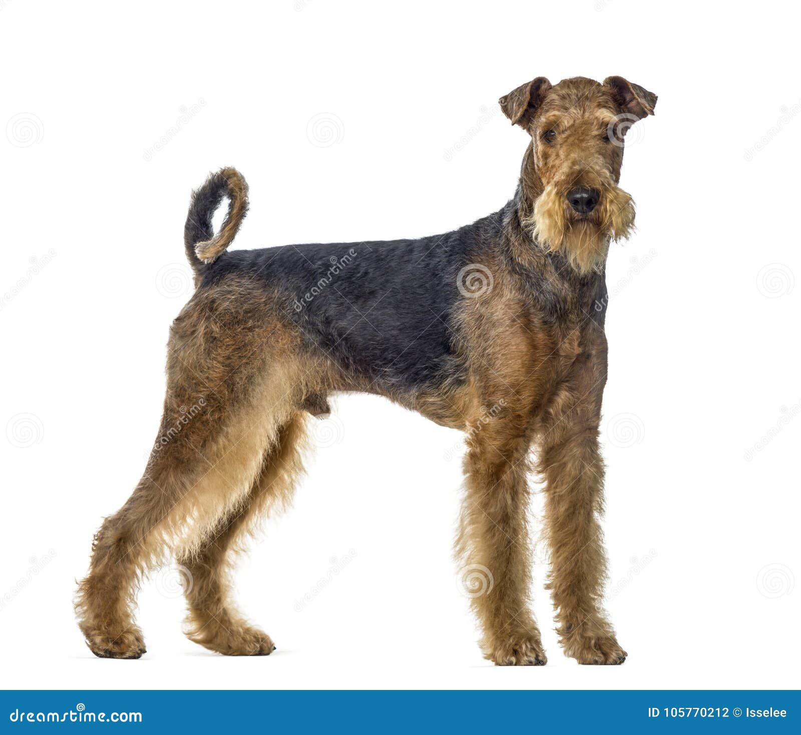 Airedale Terrier Dog Standing and Looking at the Camera, Isolate Stock ...