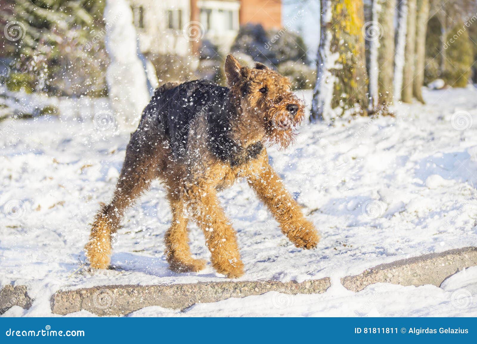 Airedale Terrier Playing on a Snow Stock Image - Image of running ...