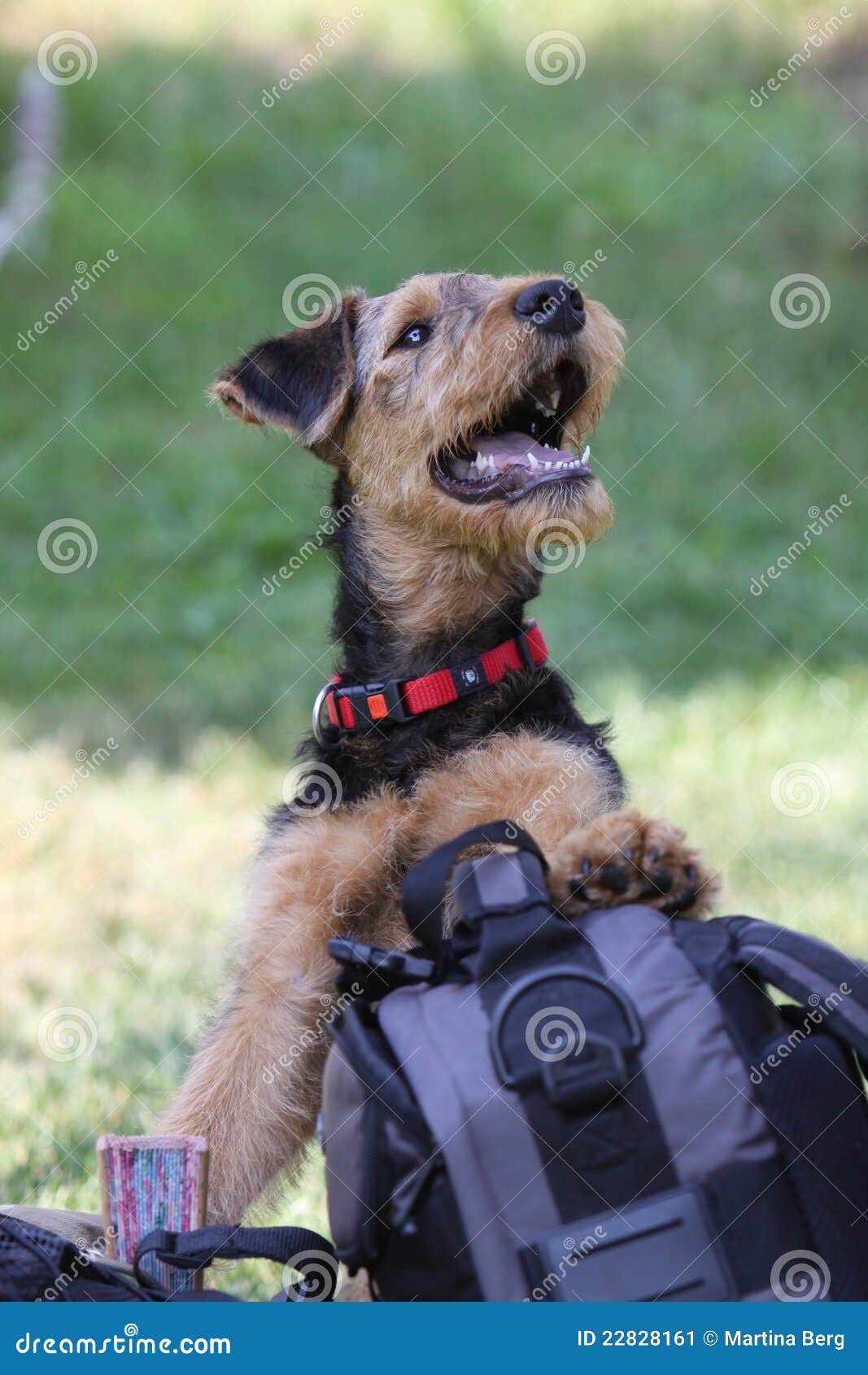 Airedale Terrier puppy stock image. Image of house, bingley - 22828161
