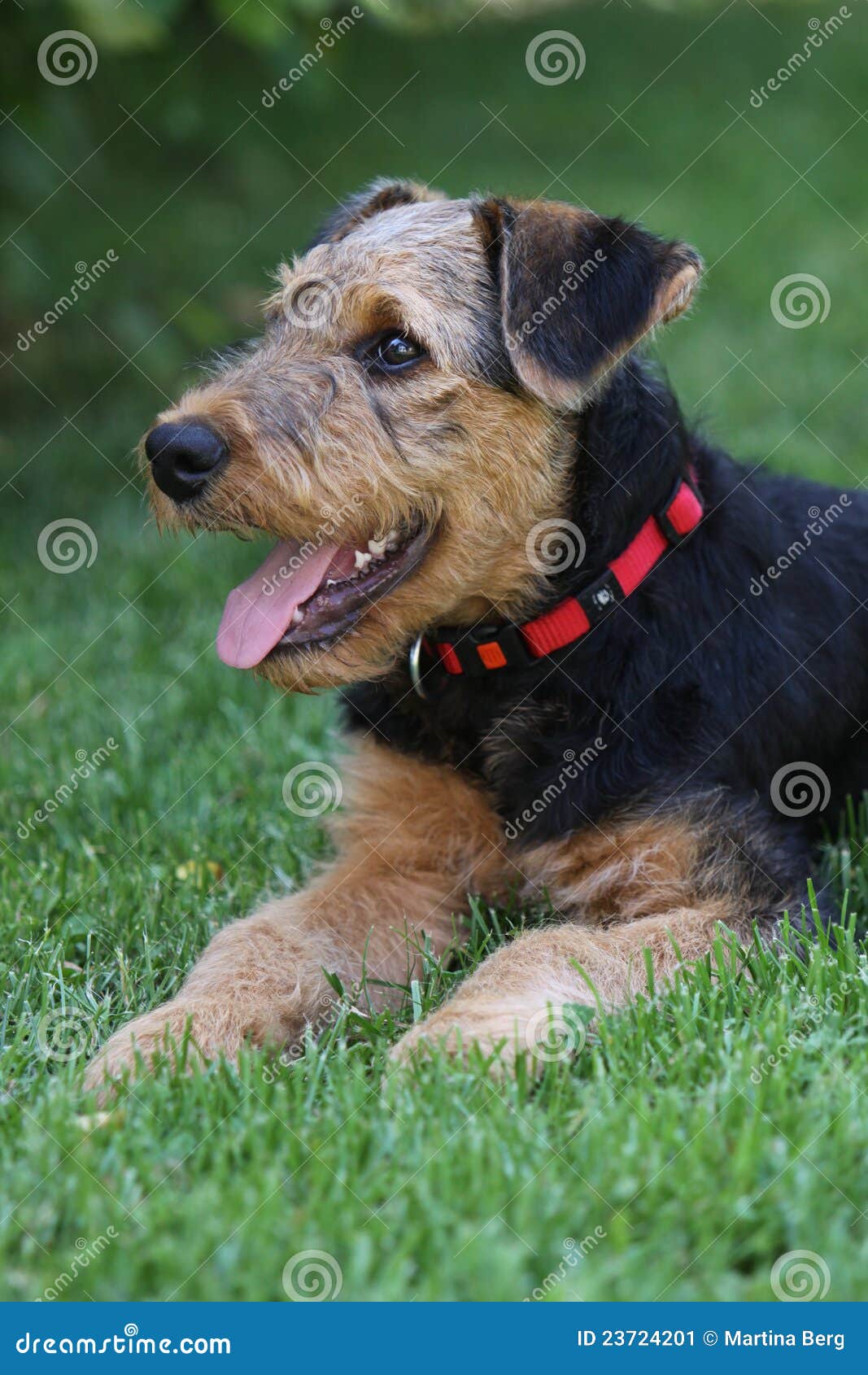 Airedale Terrier puppy stock image. Image of cute, wiry - 23724201
