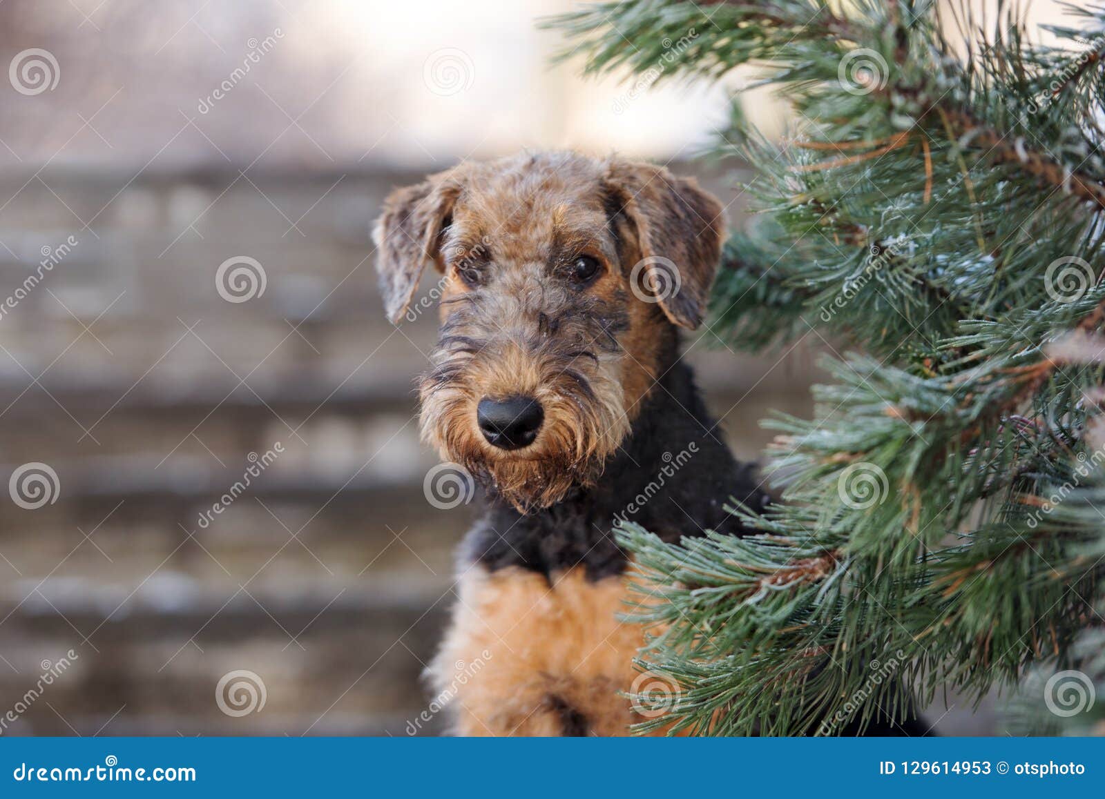 Airedale Terrier Puppy Portrait Outdoors Stock Image - Image of brown ...