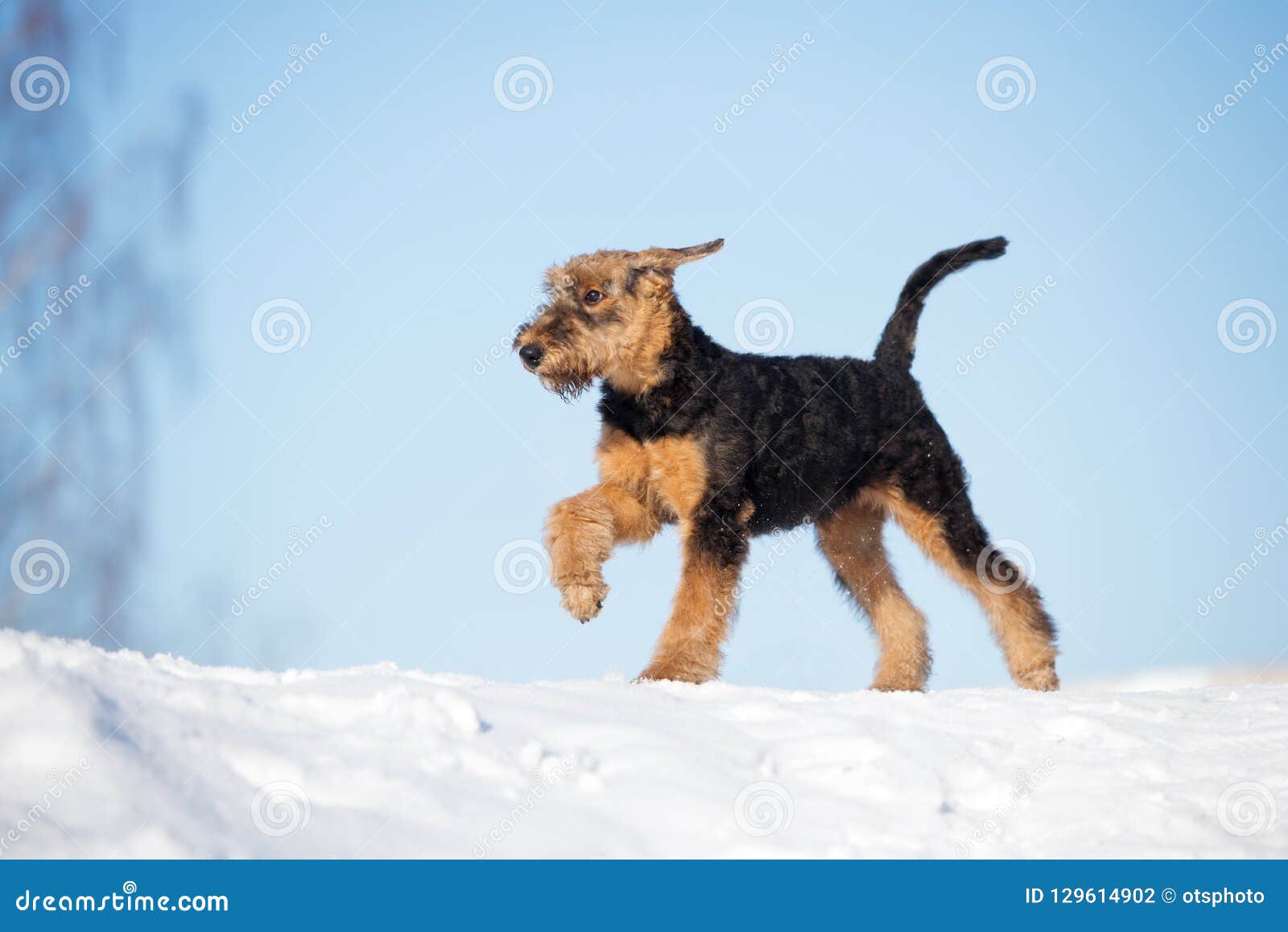 Airedale Terrier Puppy Running Outdoors in Winter Stock Photo - Image ...