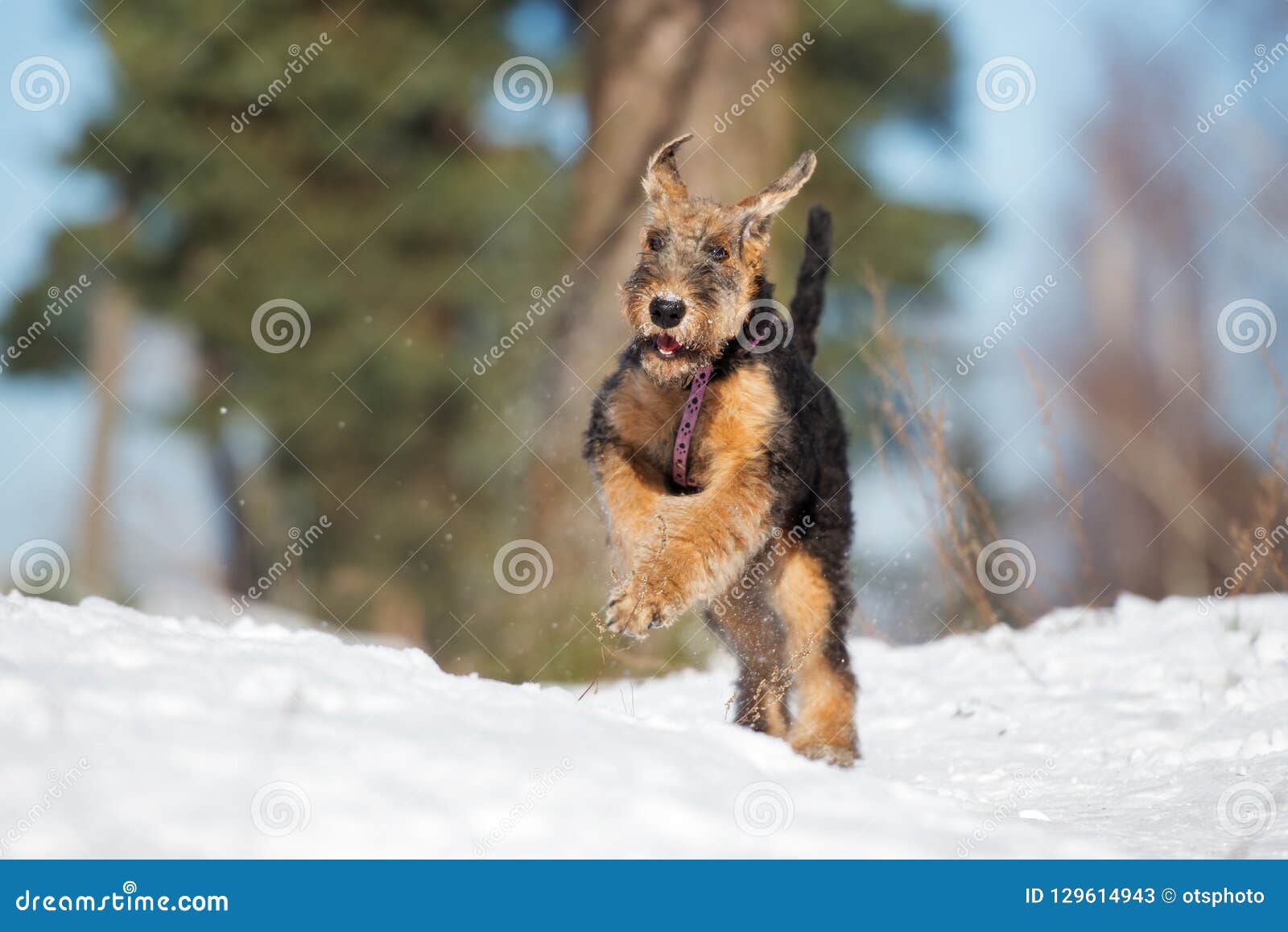 Airedale Terrier Puppy Running Outdoors in Winter Stock Image - Image ...
